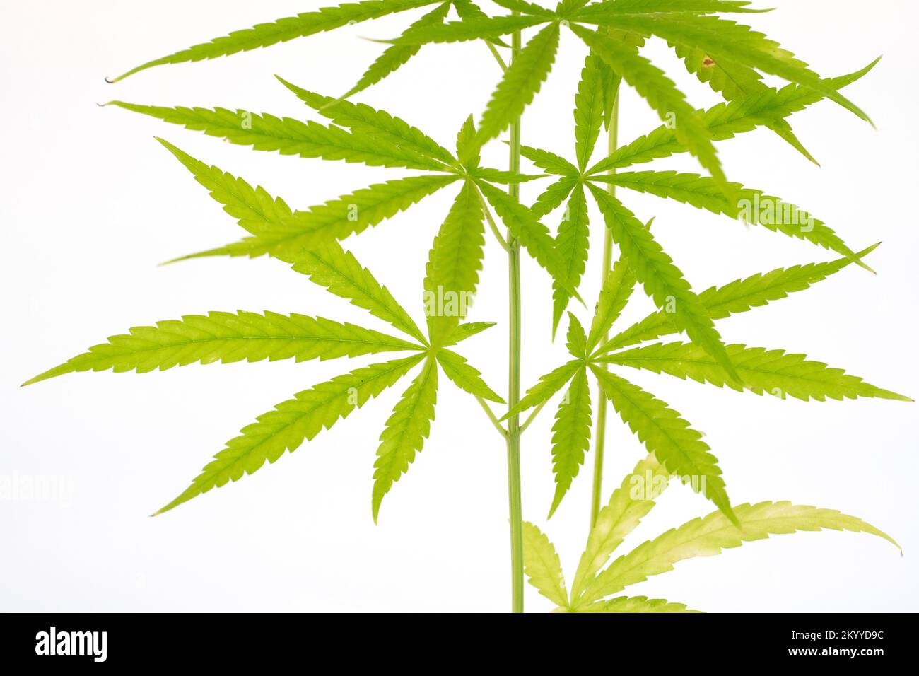 Cannabis or Marijuana leaves plants on white background Stock Photo - Alamy
