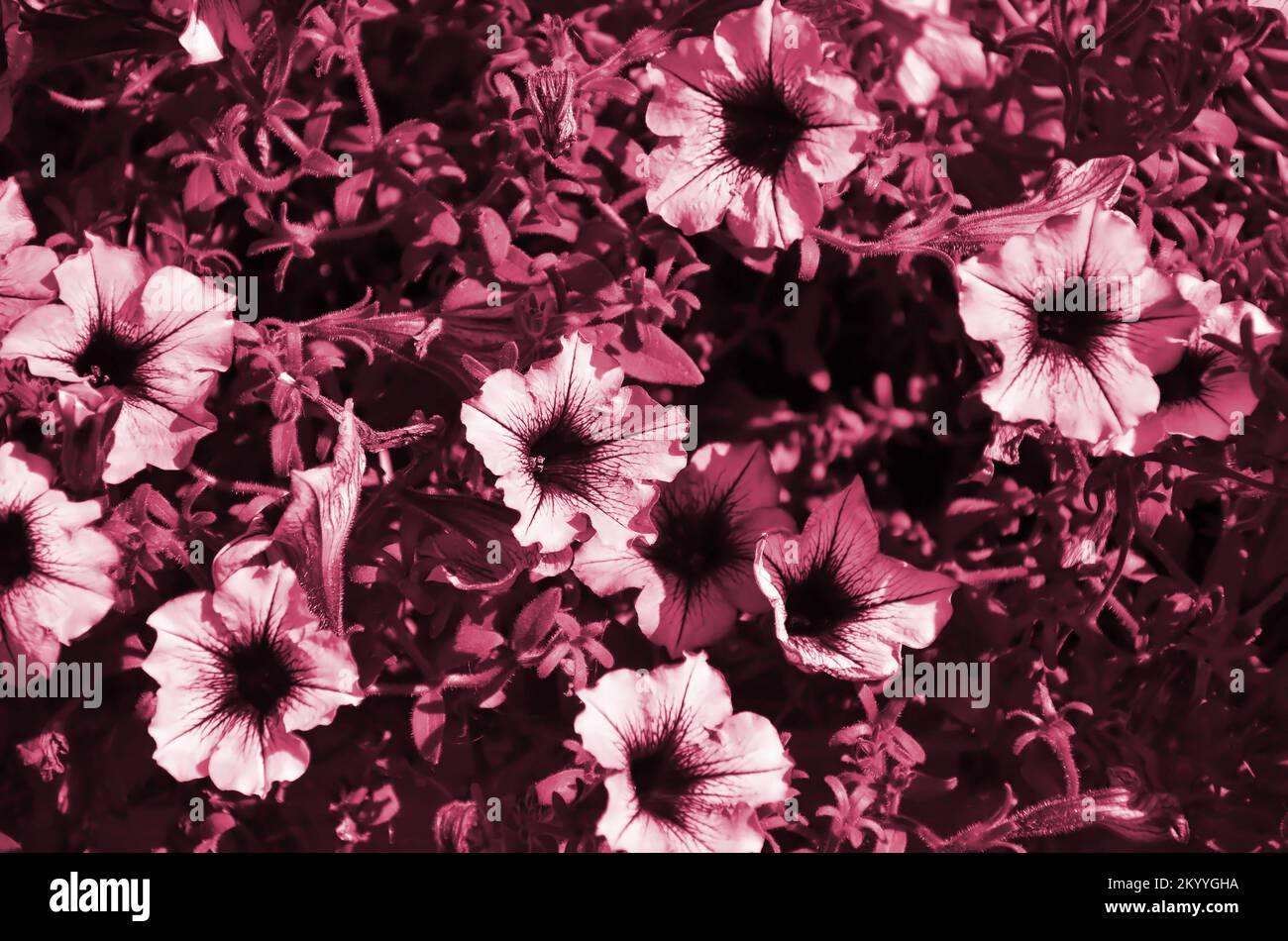 Flowerbed with multicoloured purple and violet petunias. Macro shot of ...