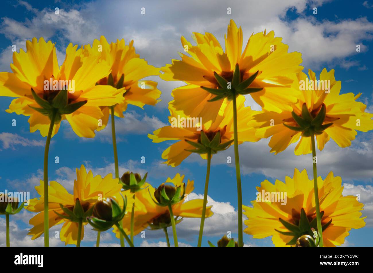 Florida tickseed flowers hi-res stock photography and images - Alamy