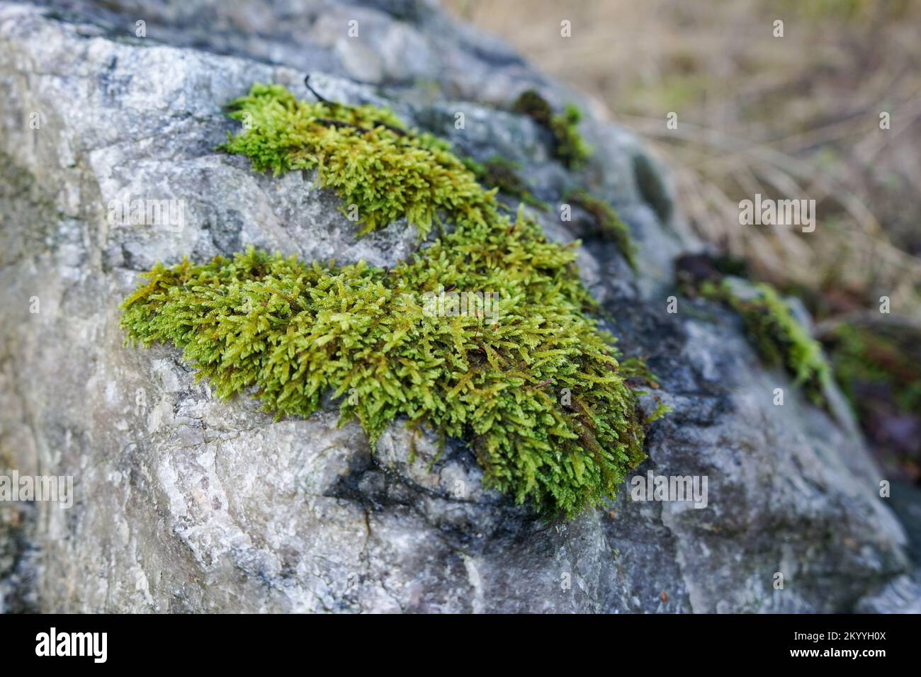 Moss covering large rocks hi-res stock photography and images - Alamy