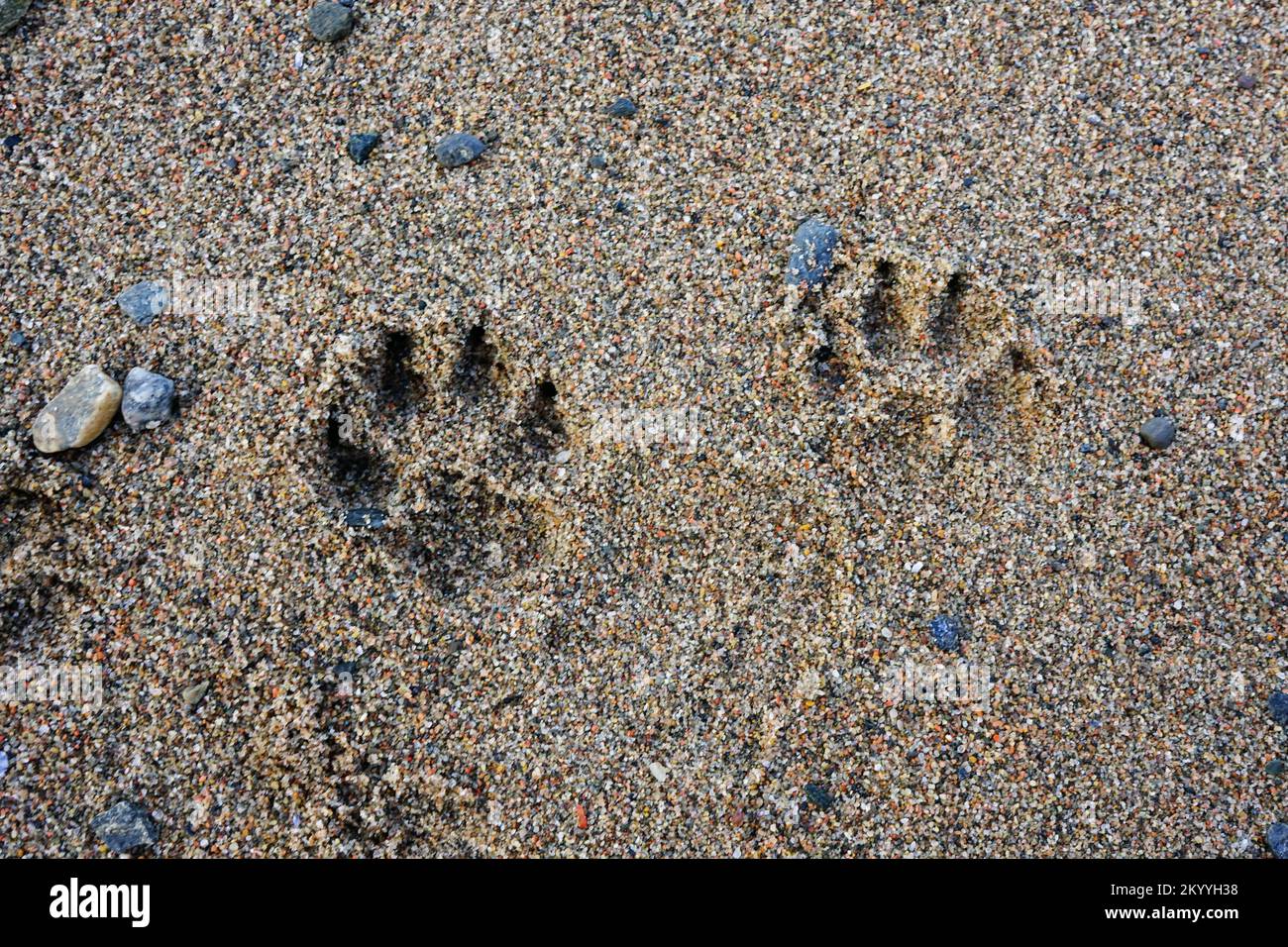 Human footprints dog paw prints hi-res stock photography and images - Alamy
