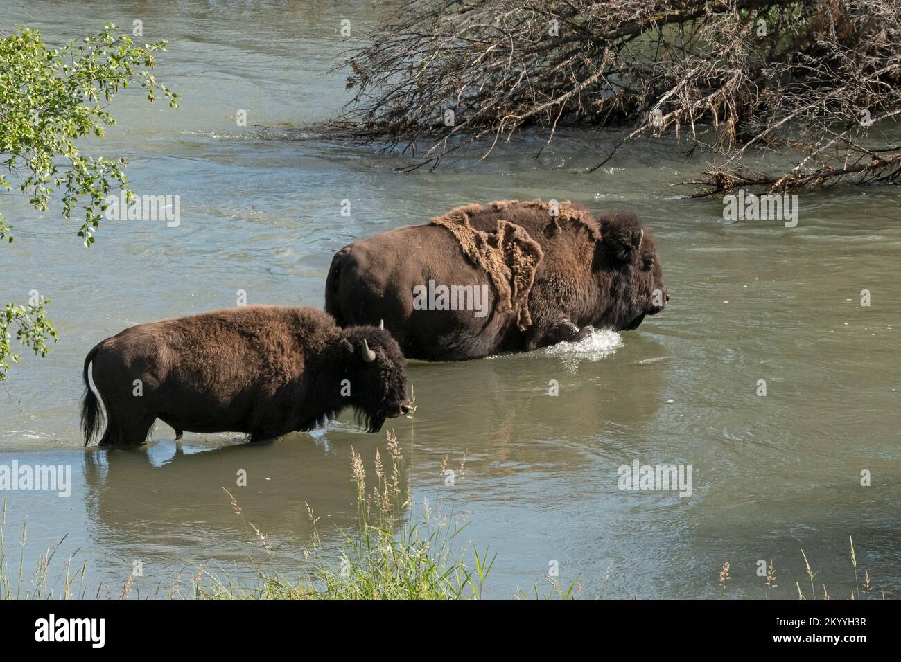 Yellowstone bison spring hi-res stock photography and images - Alamy