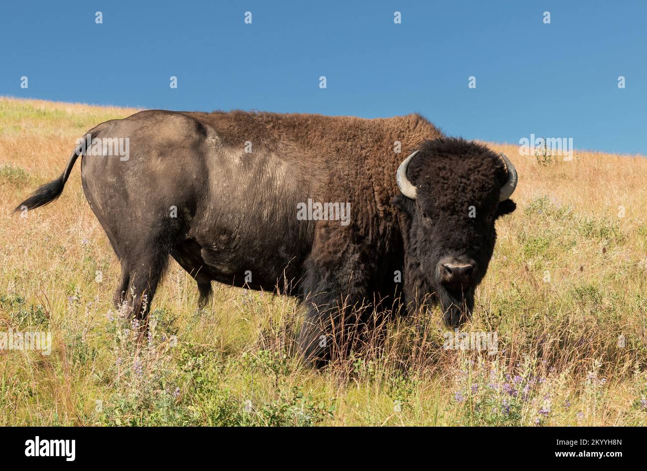 North America; United States; Wyoming; Yellowstone National Park ...