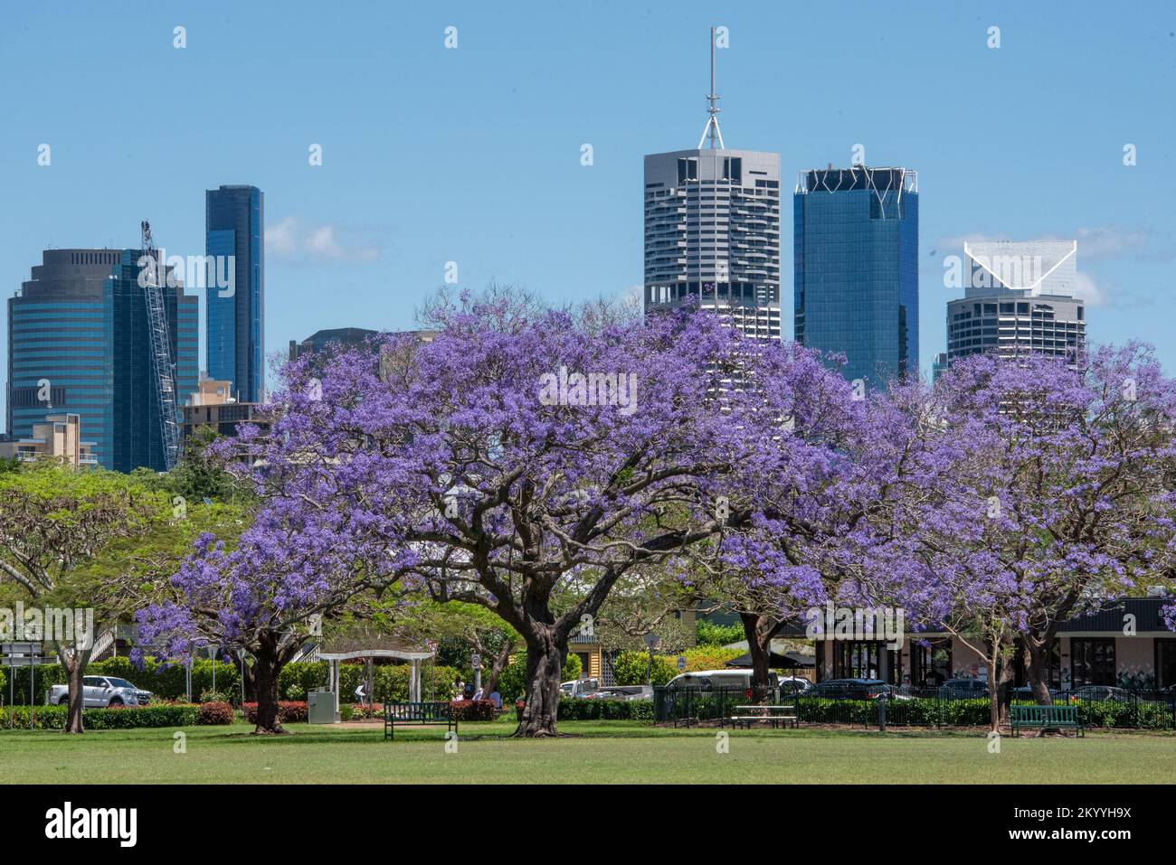 Beautiful jacaranda trees blooming under a beautiful sun Stock Photo ...