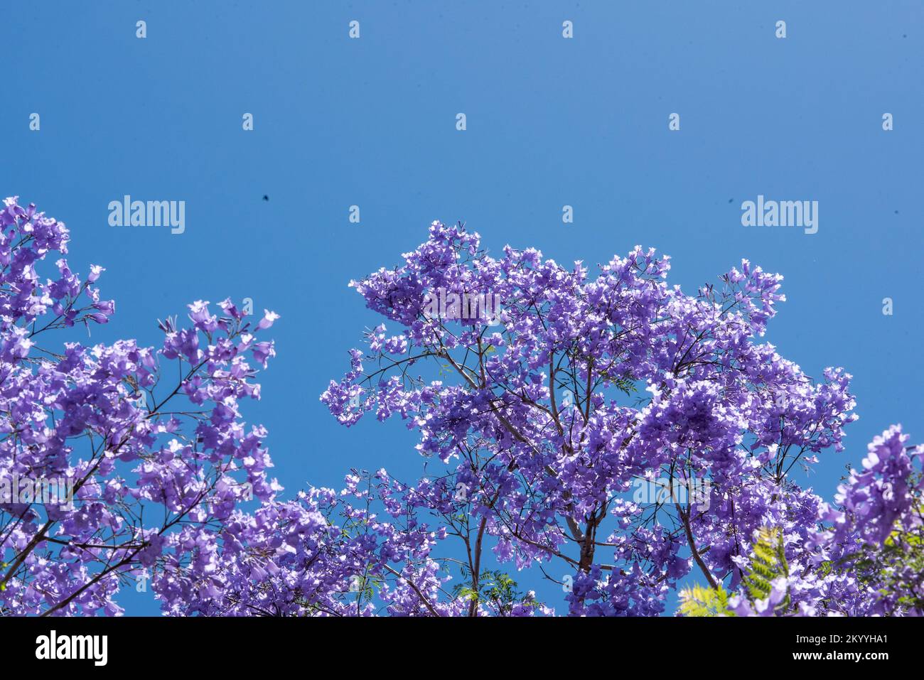 Beautiful jacaranda trees blooming under a beautiful sun Stock Photo ...