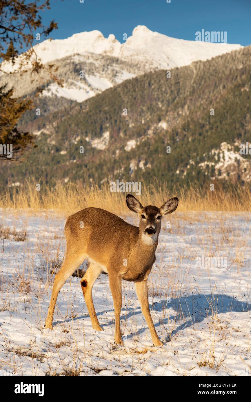 America S Best Brown Deer