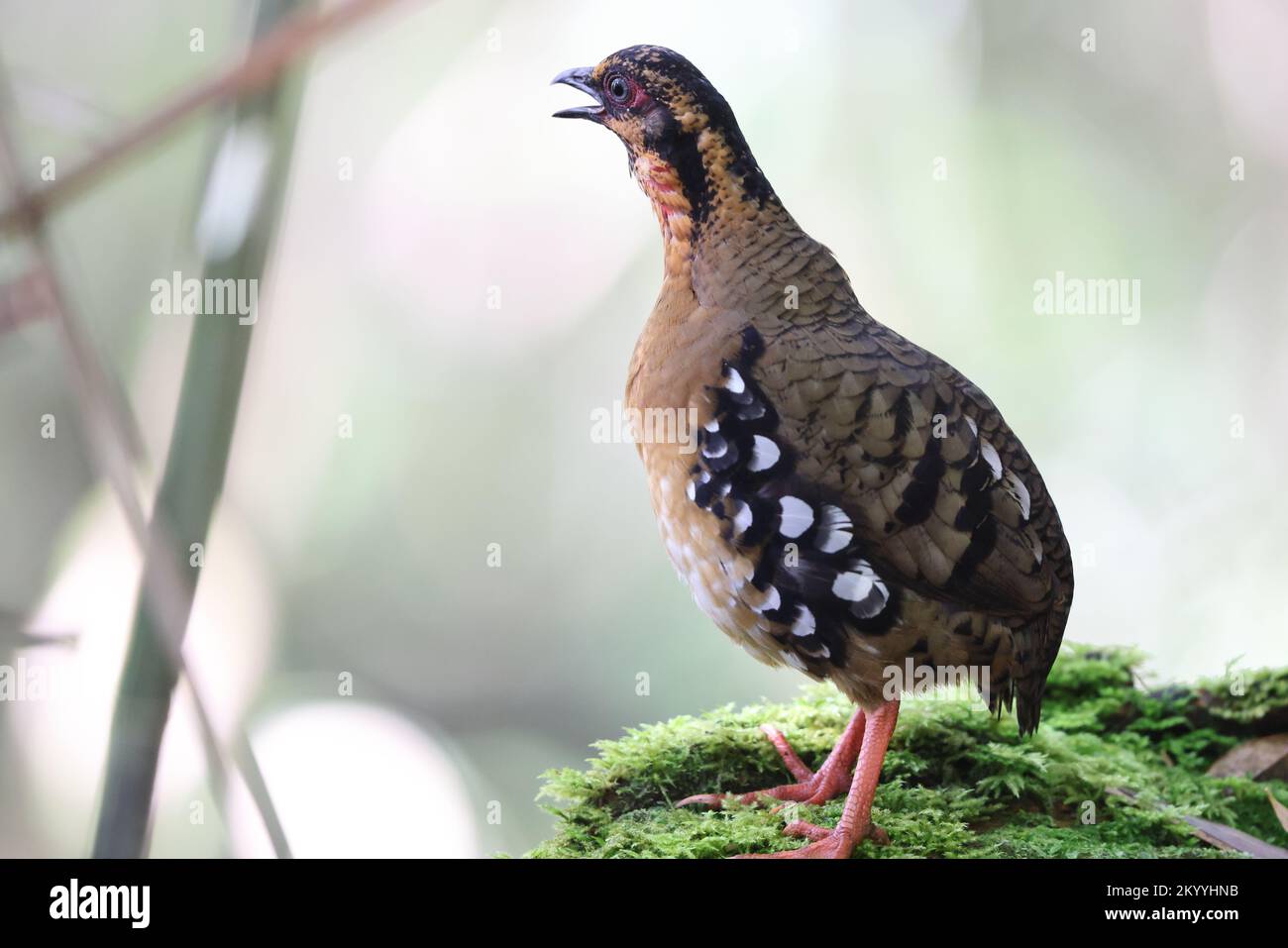 Tropicoperdix hi-res stock photography and images - Alamy