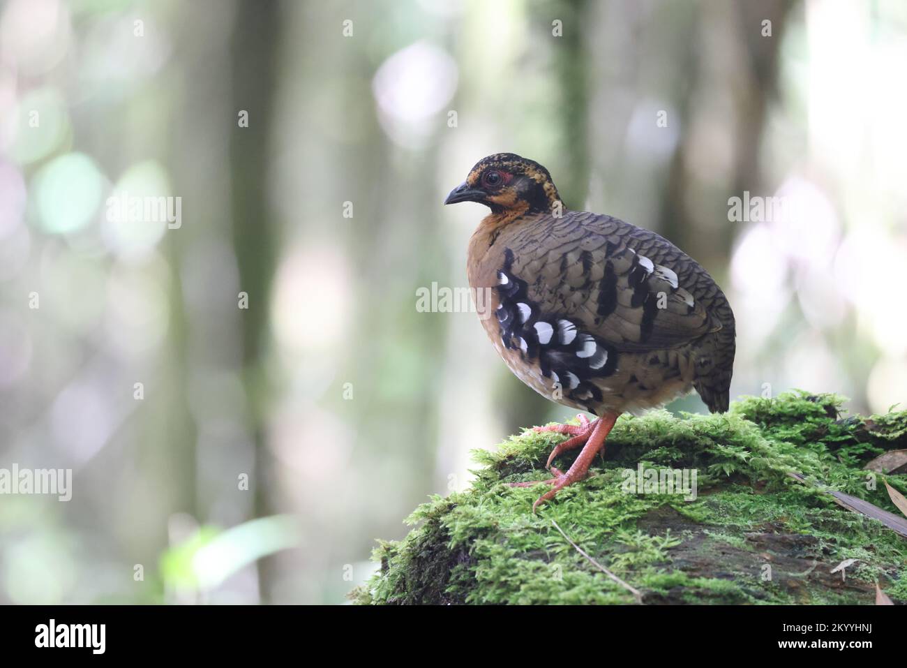 Tropicoperdix graydoni hi-res stock photography and images - Alamy