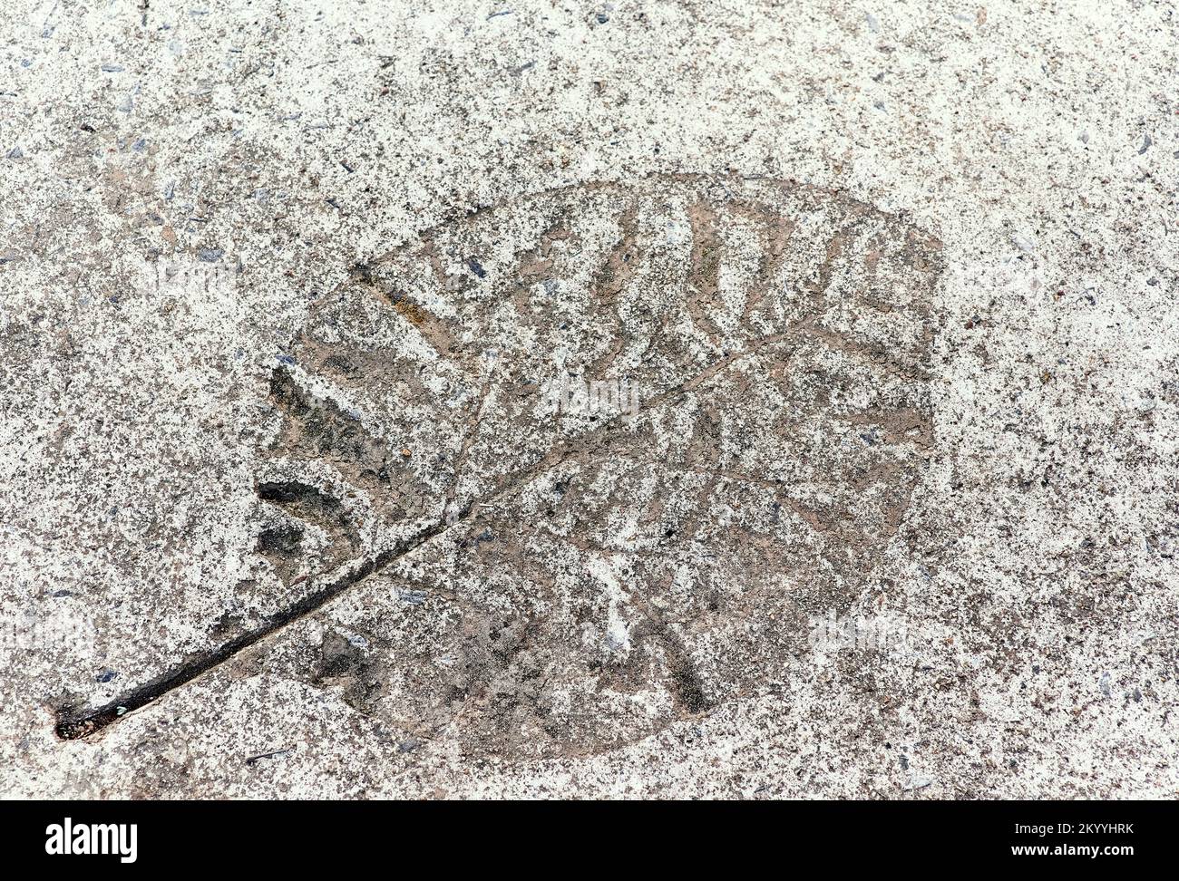 The leaf print on cement floor Stock Photo - Alamy