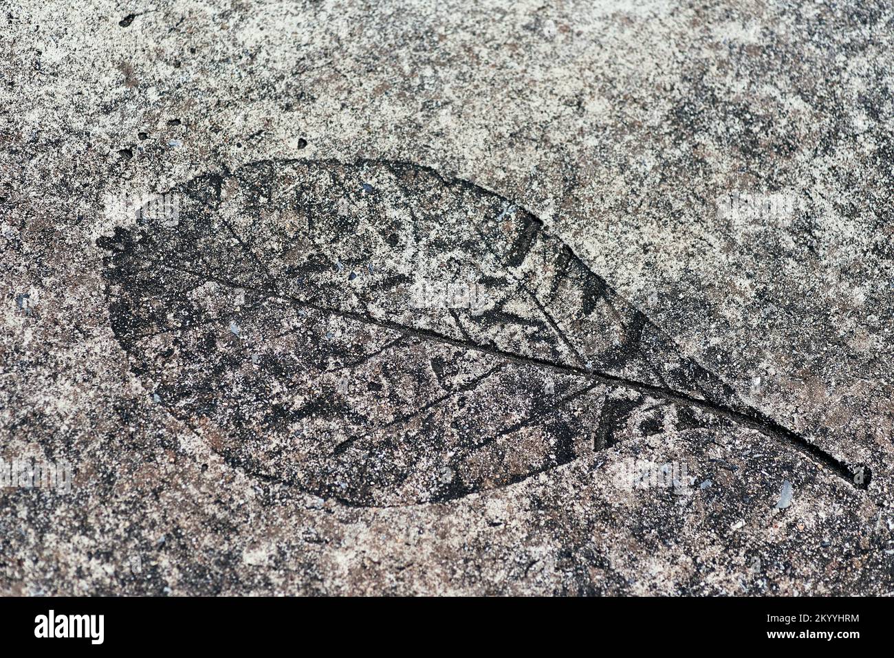 Leaf print on the wall hi-res stock photography and images - Alamy