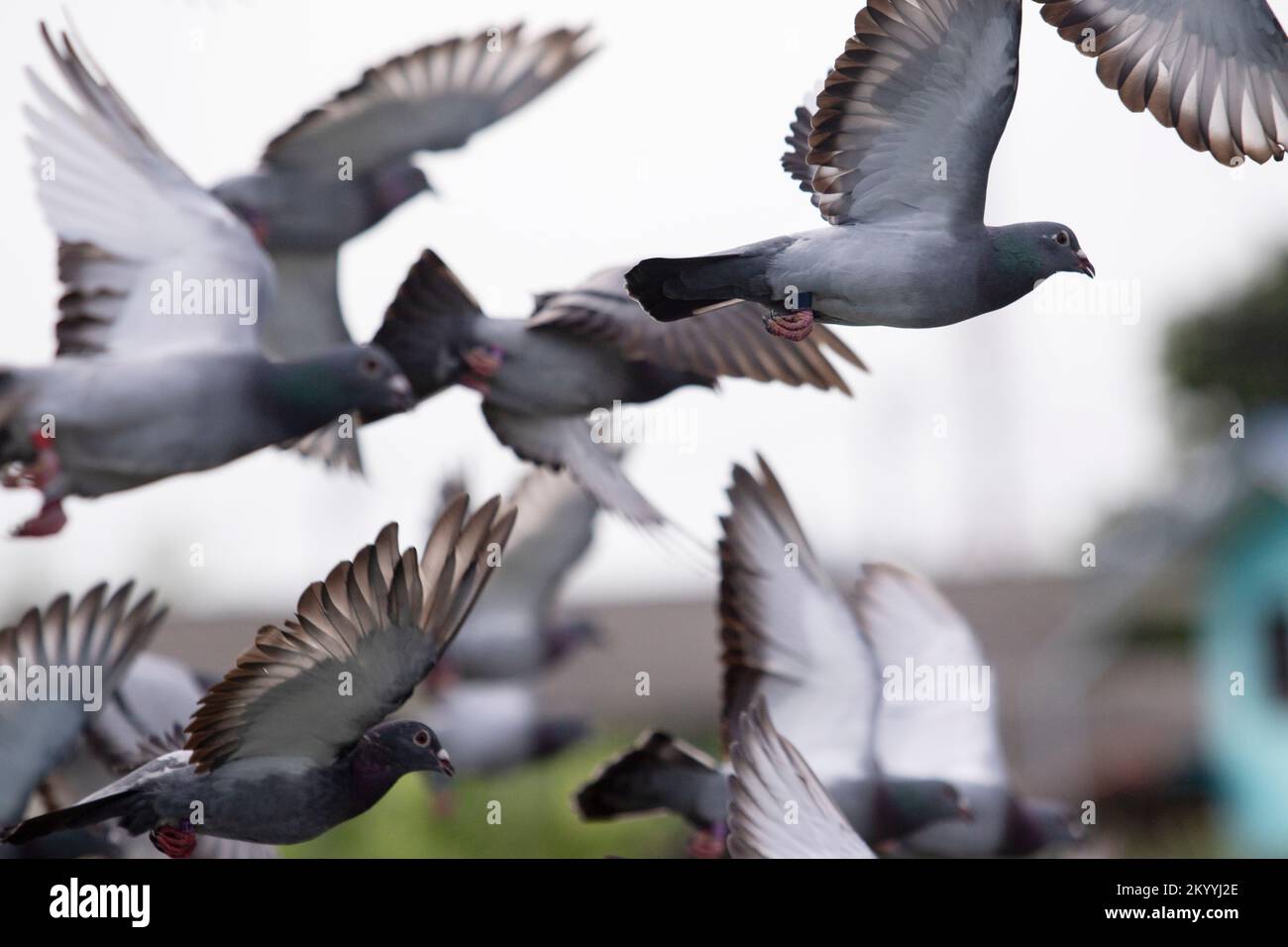 flock of speed racing pigeon taking to fly to mid air Stock Photo - Alamy