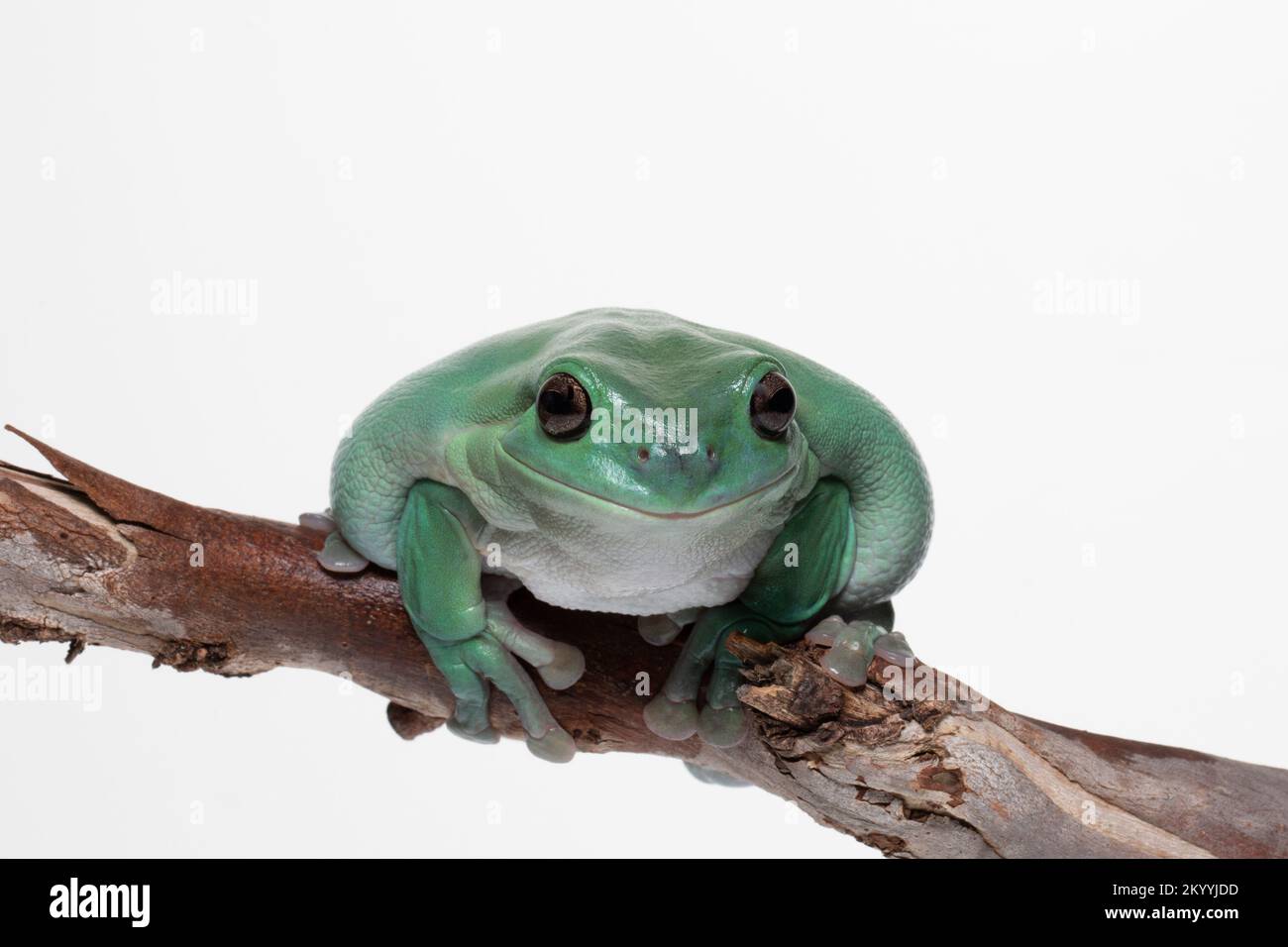 Australian green tree frog hi-res stock photography and images - Alamy