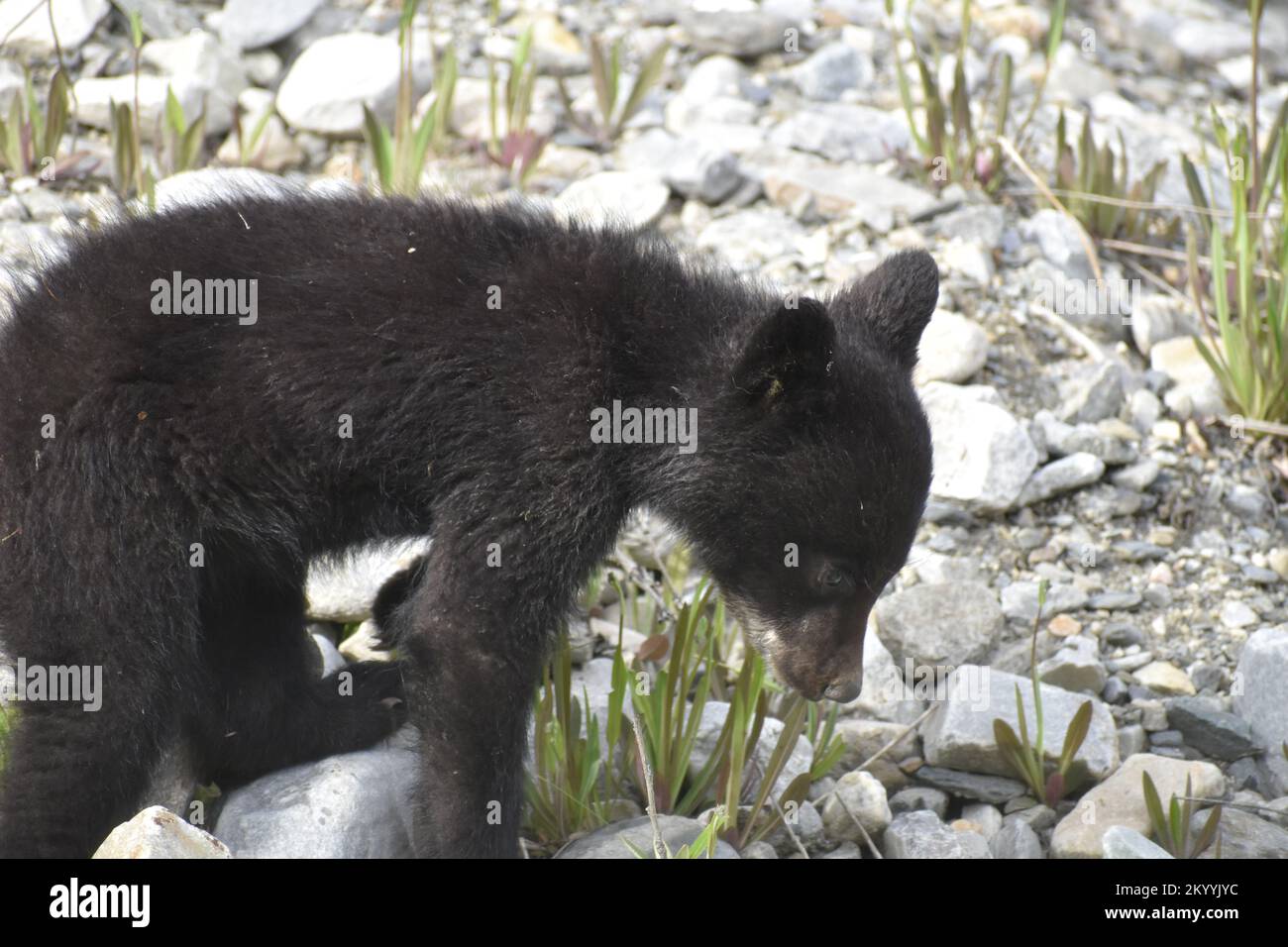 Black Bear Cub Stock Photo - Alamy