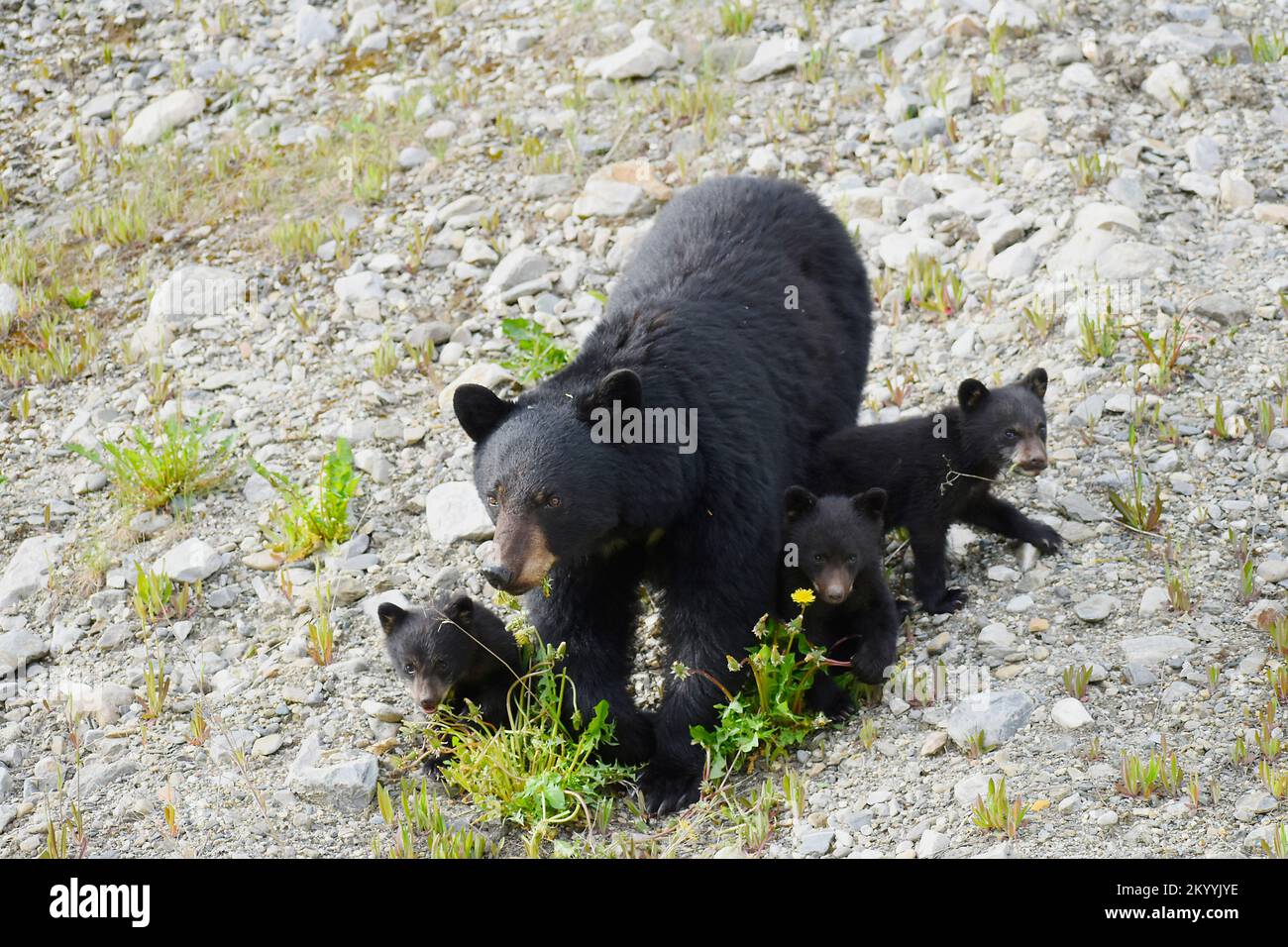 Black Bear Mother with Three Cubs Stock Photo - Alamy