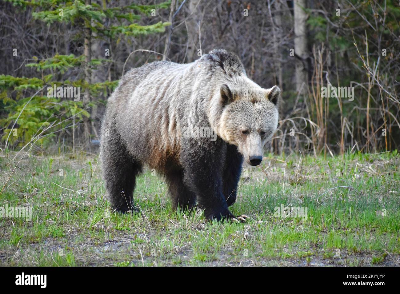 Grizzly Bear in Canada Stock Photo - Alamy
