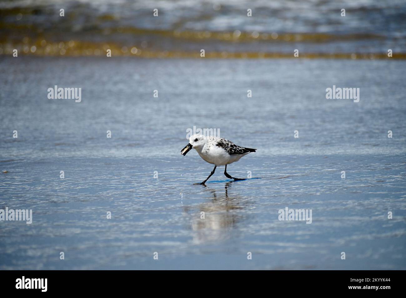 Sanderling running with food in its mouth Stock Photo - Alamy