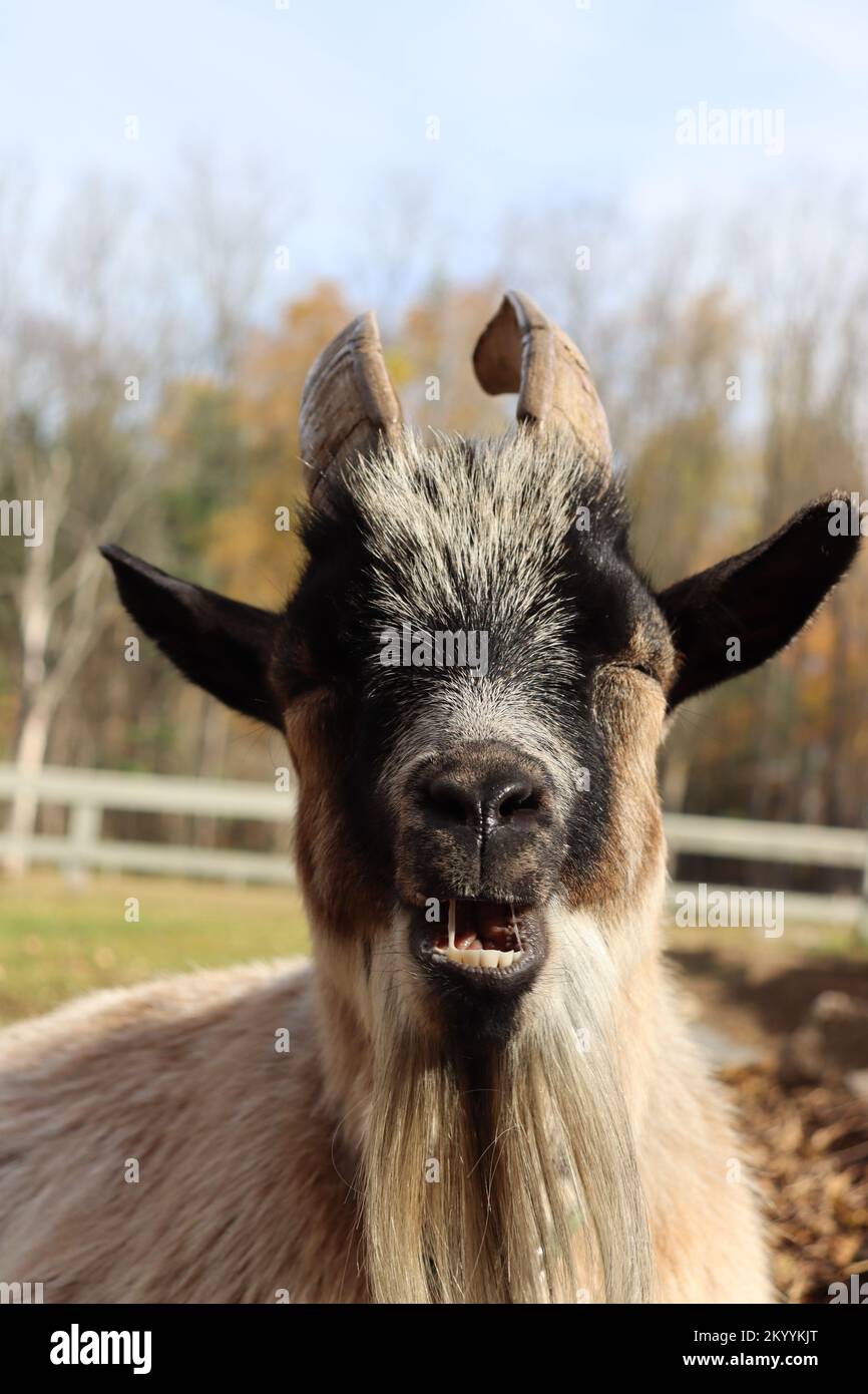 Happy goat hi-res stock photography and images - Alamy