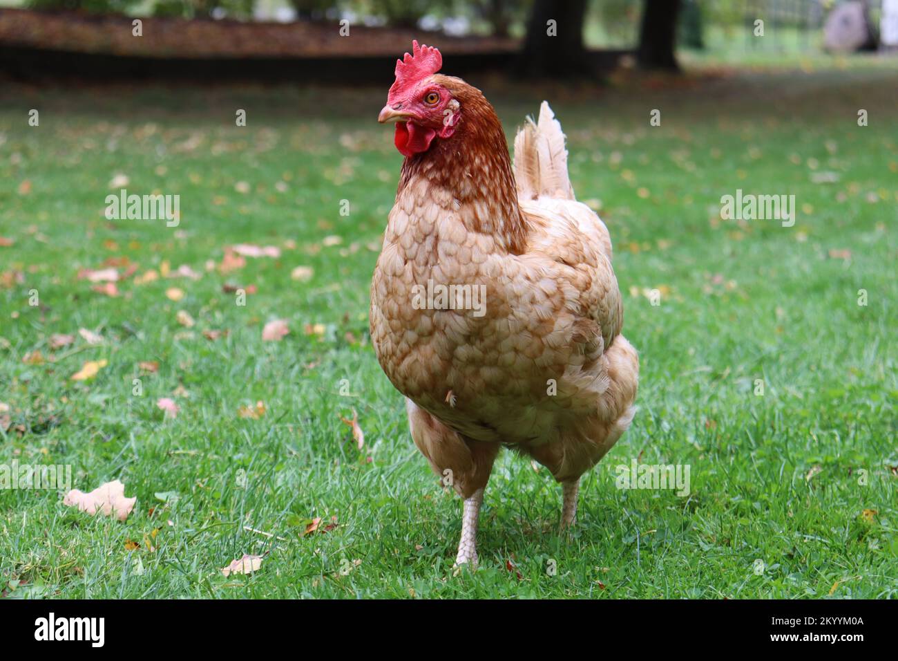 Chicken Playing Horn