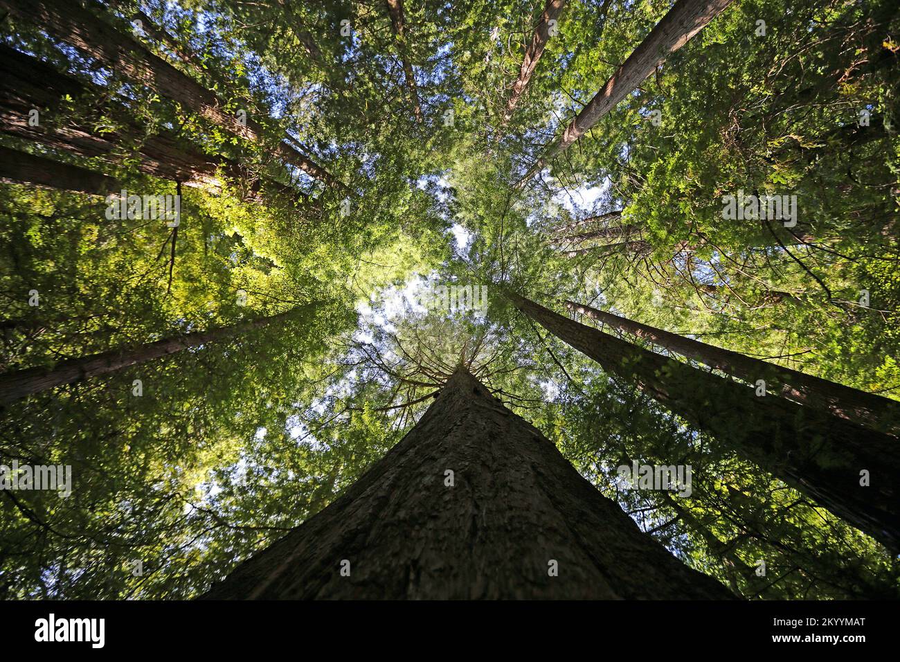 Redwood tree looking up hi-res stock photography and images - Alamy