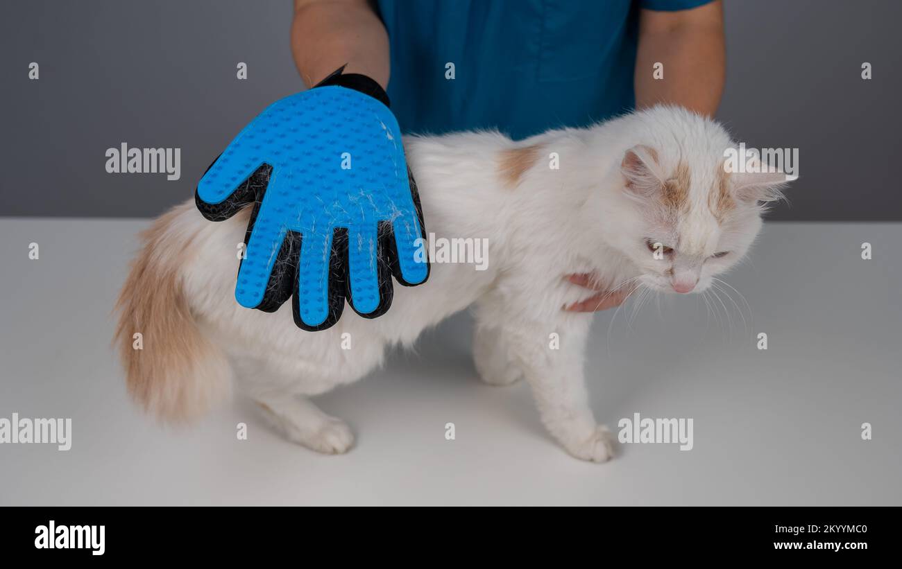 The veterinarian combs out a white fluffy cat with a special glove ...