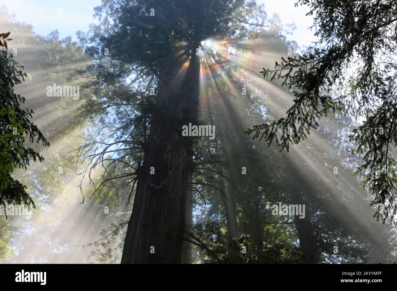 The sun behind the tree - Redwood National Park, California Stock Photo ...
