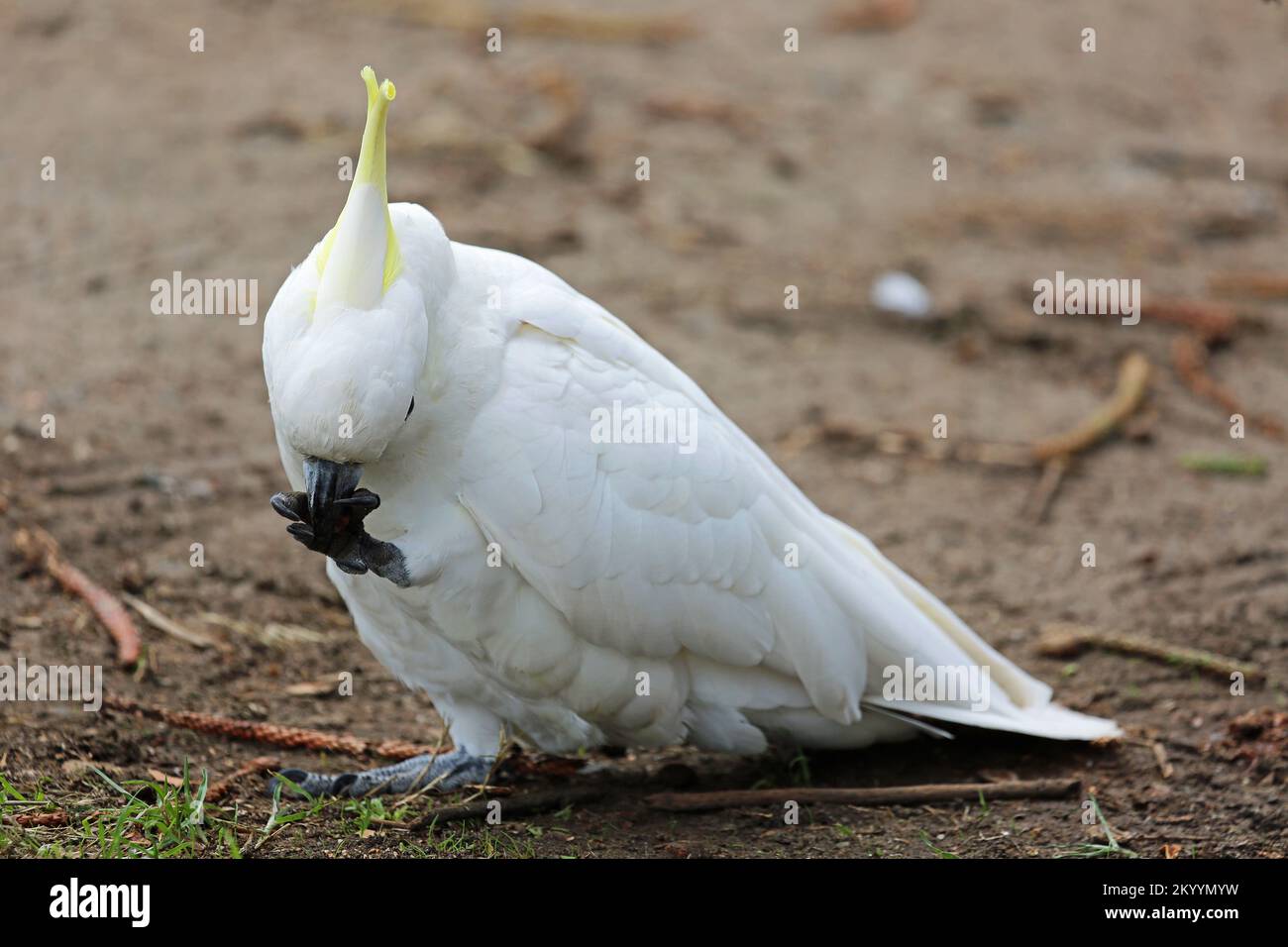 Sulfur crested Cockatoo eating - Australia Stock Photo - Alamy