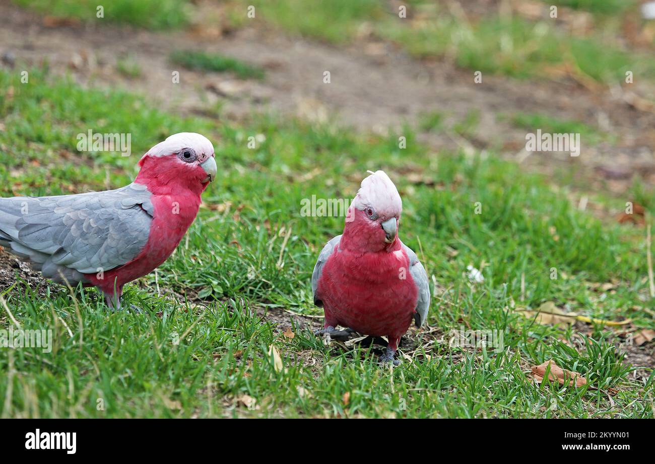 Galah feathers hi-res stock photography and images - Alamy