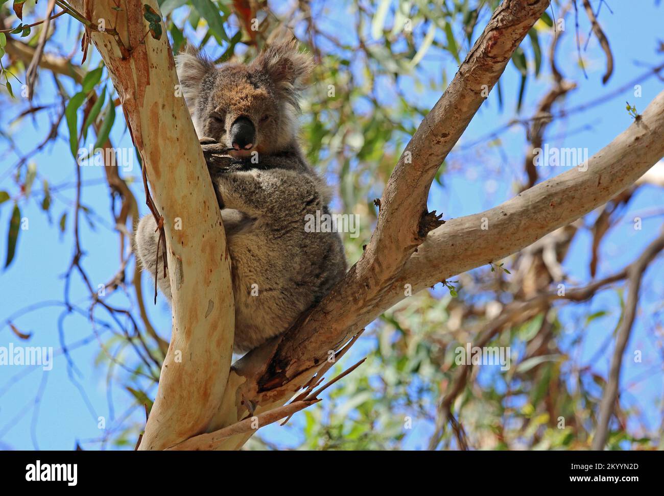 Koala on the branch - Australia Stock Photo - Alamy