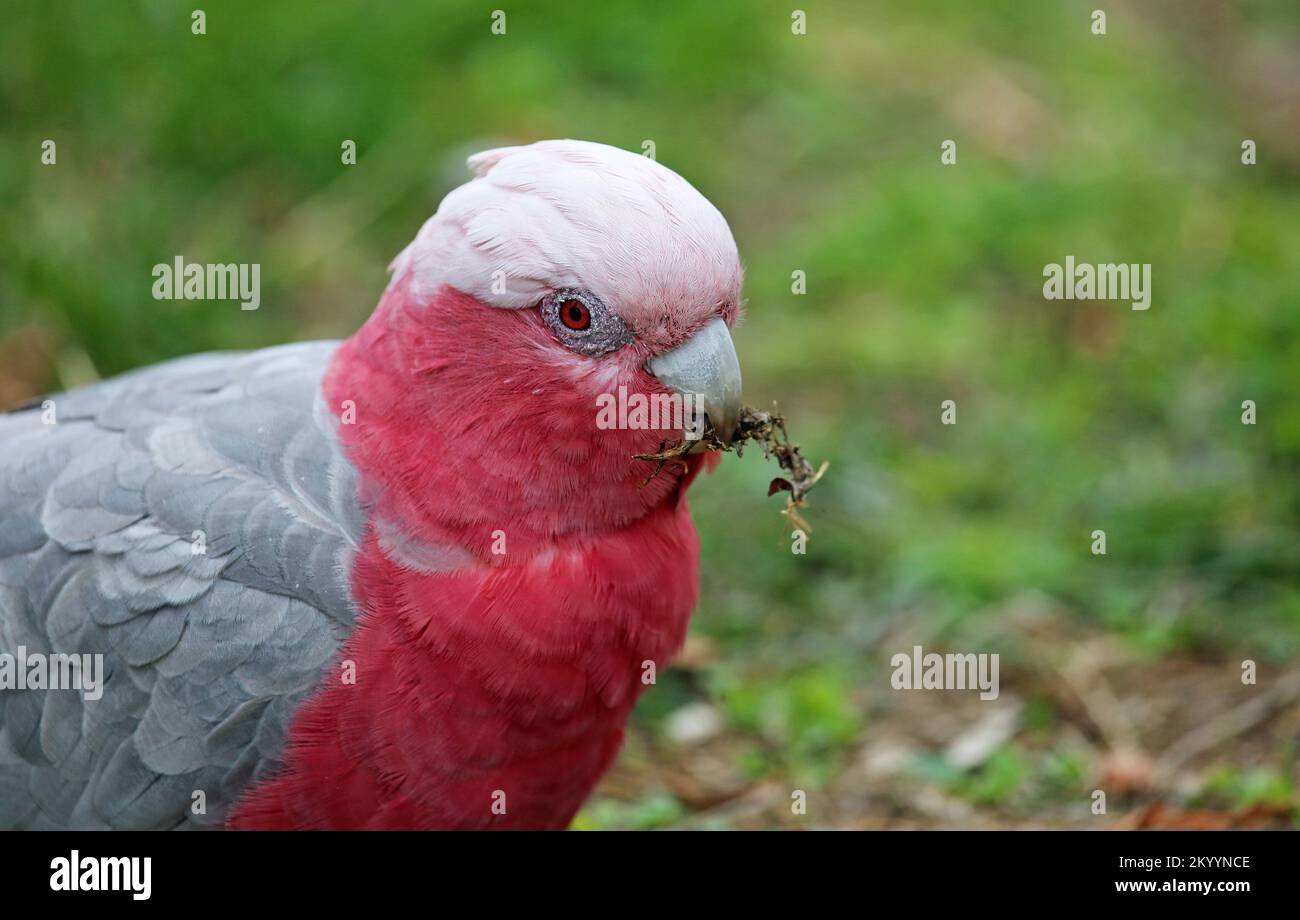 Galah portrait - Australia Stock Photo - Alamy