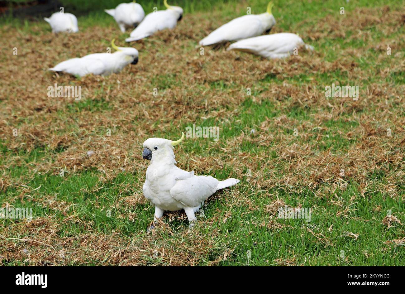 Sulphur crested Cockatoo standing - Australia Stock Photo - Alamy