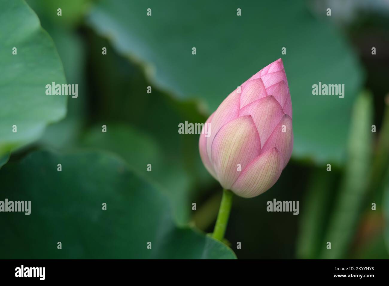 One lotus flower hi-res stock photography and images - Alamy