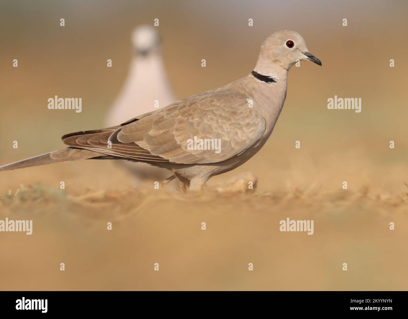 Ring necked dove foraging on the ground. Half collared dove. Cape ...