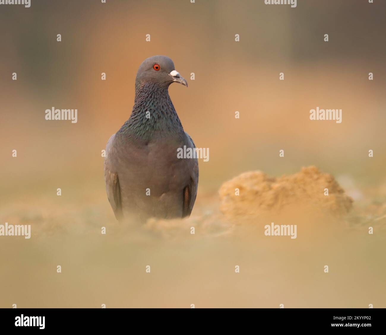 Rock pigeon, common pigeon, rock dove foraging on the ground. Columba ...