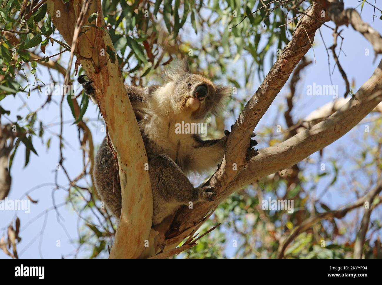 Funny Koala - Australia Stock Photo - Alamy