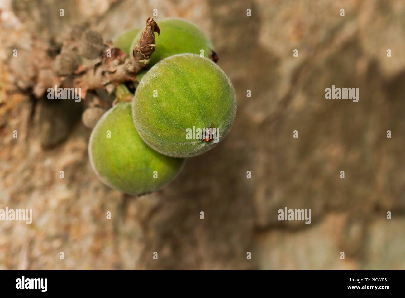 Ficus racemosa fruits on tree. Gular, Cluster fig, Red river fig Stock ...