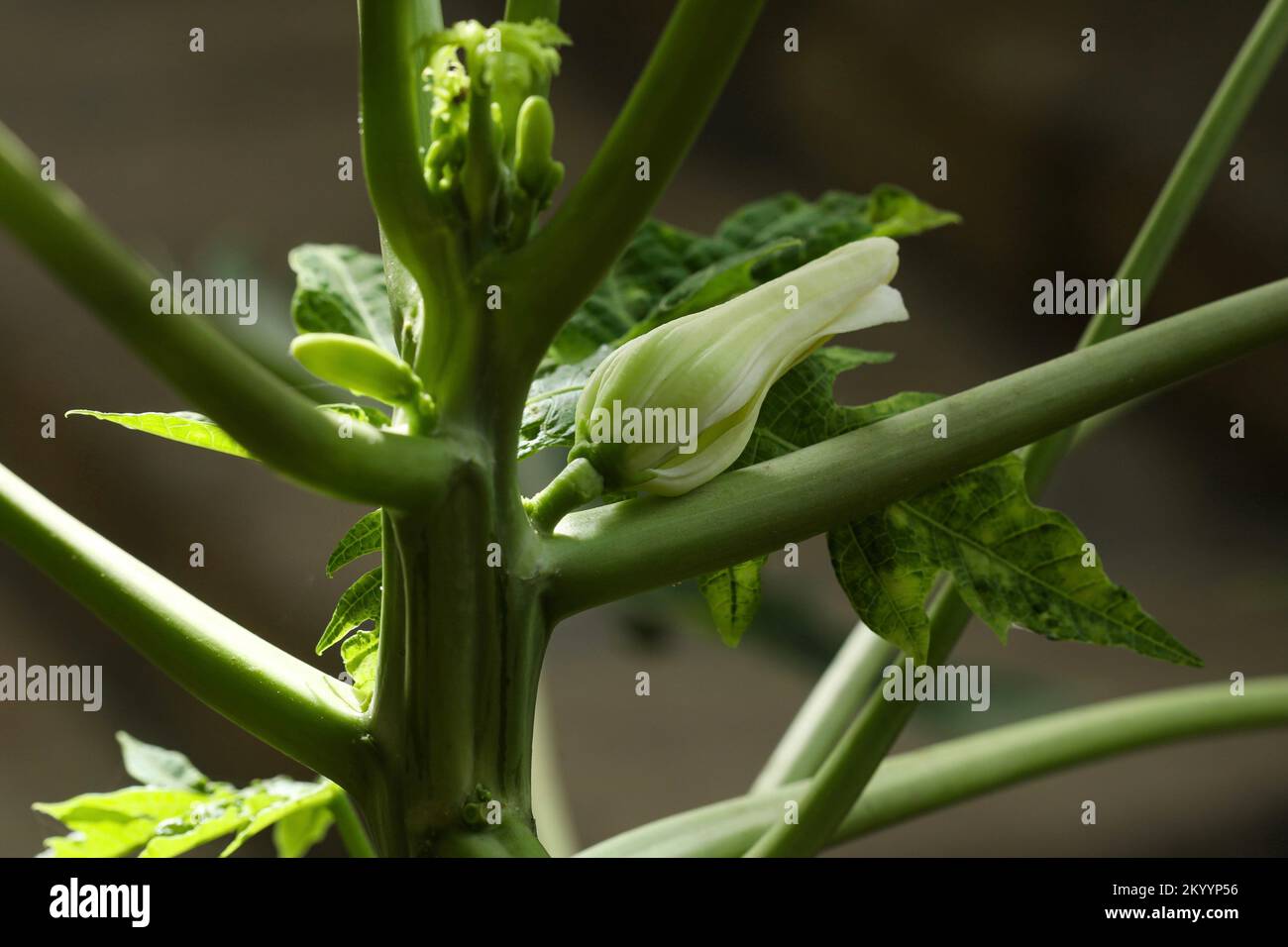 Papaya carica papaya flower hi-res stock photography and images - Alamy