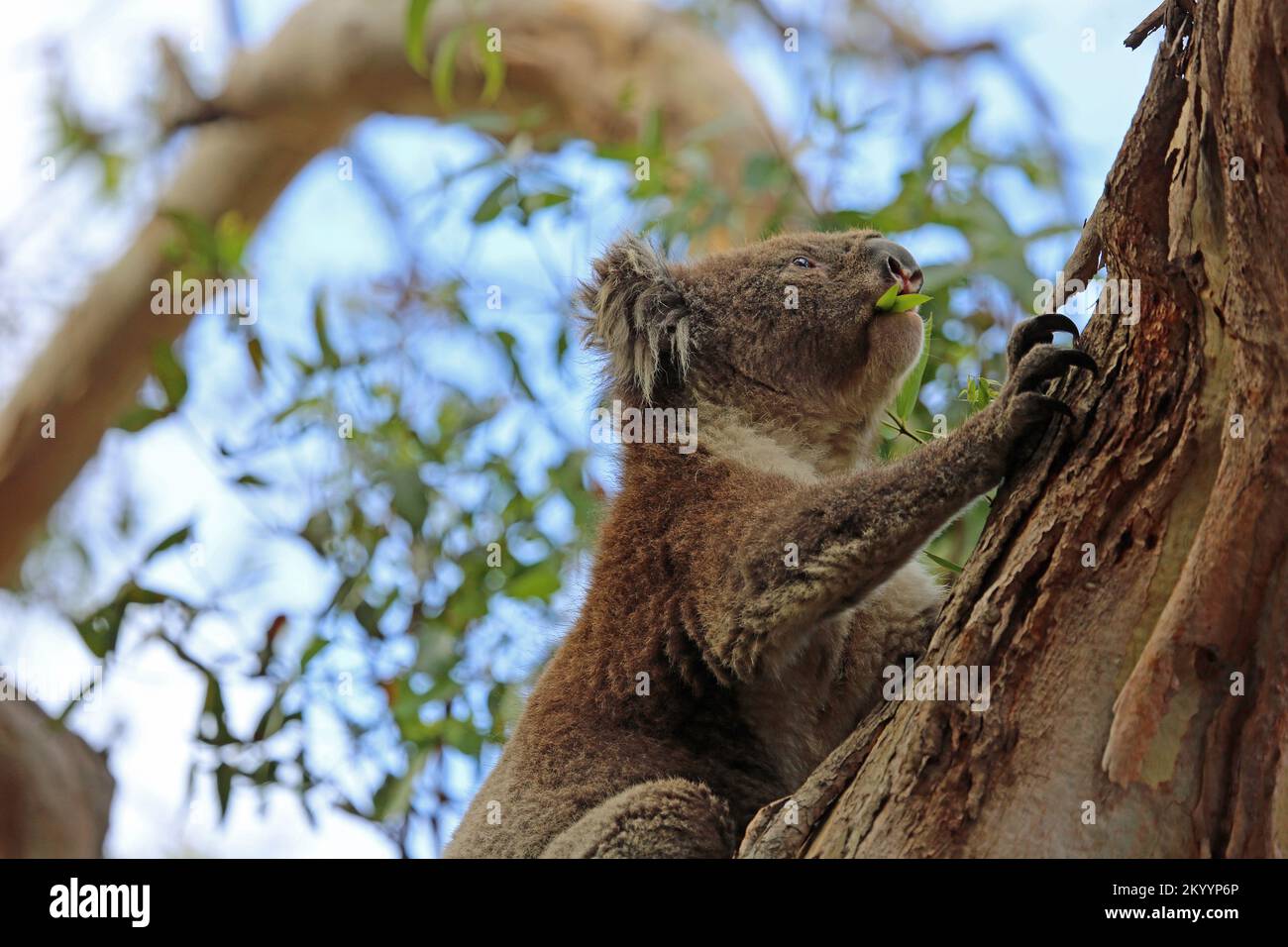 Koala climbing tree hi-res stock photography and images - Alamy