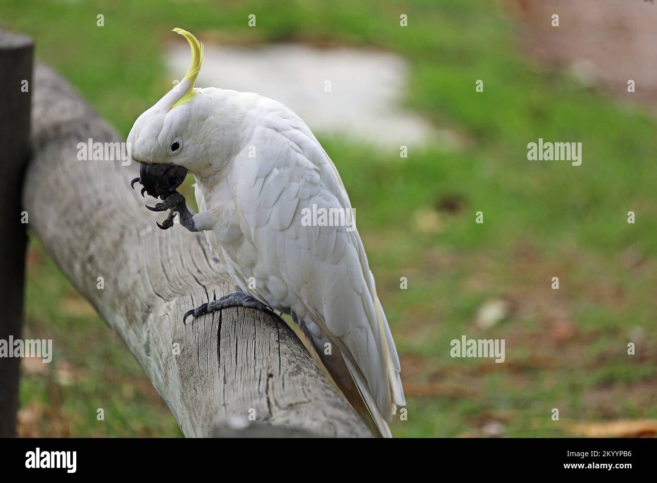 Cockatoo eating - Australia Stock Photo - Alamy