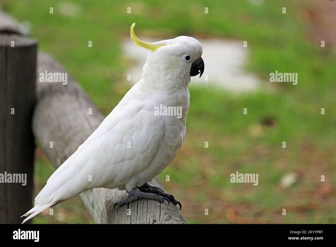 Cute australian bird hi-res stock photography and images - Alamy
