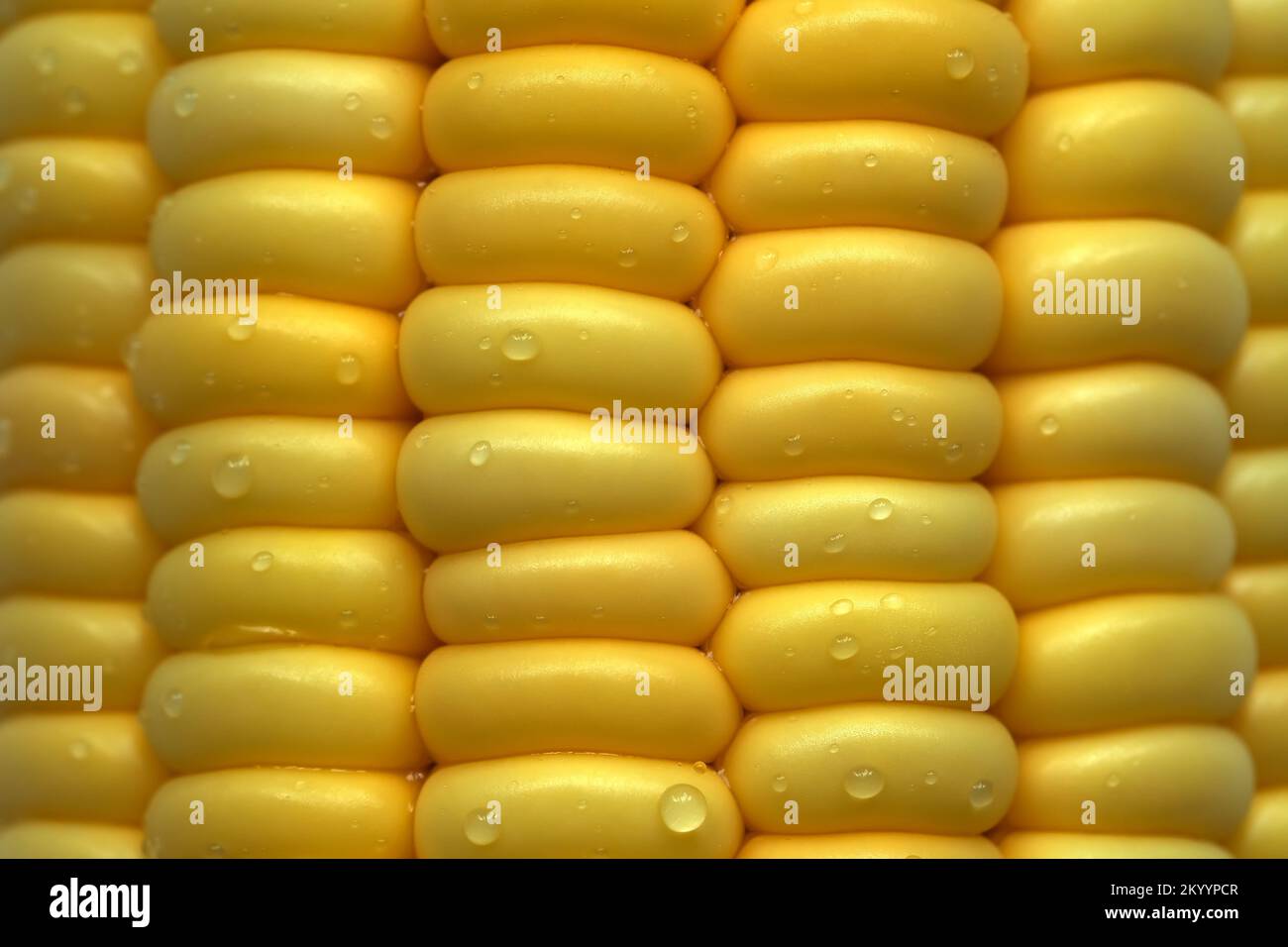 macro of fresh yellow corn kernels with water drops. Extreme close up ...