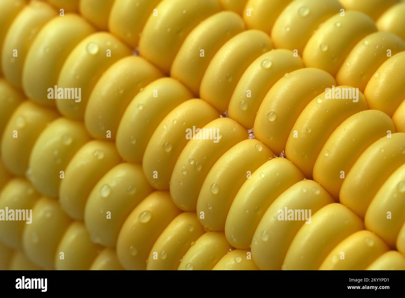 macro of fresh yellow corn kernels with water drops. Extreme close up ...
