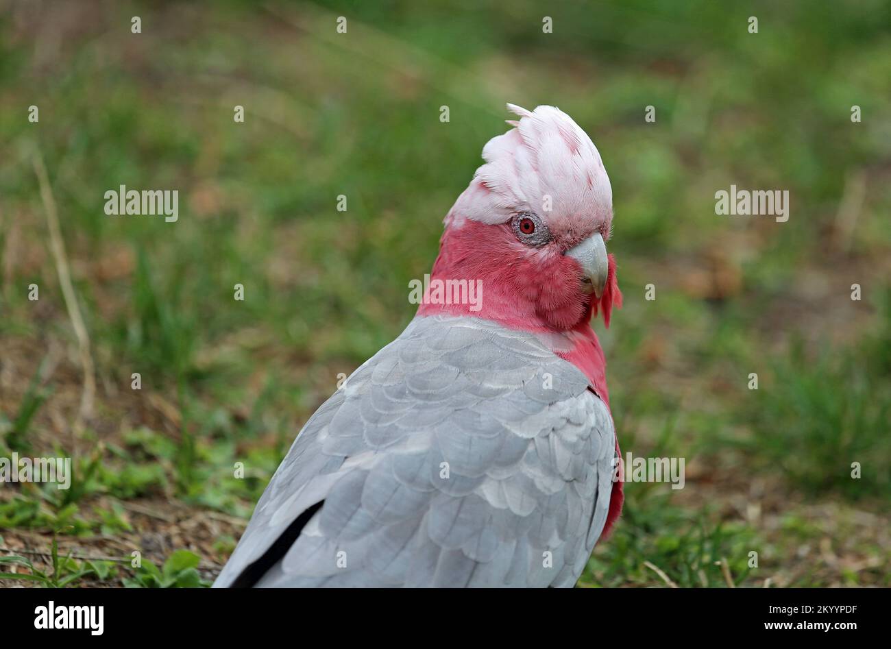 Galah feathers hi-res stock photography and images - Alamy