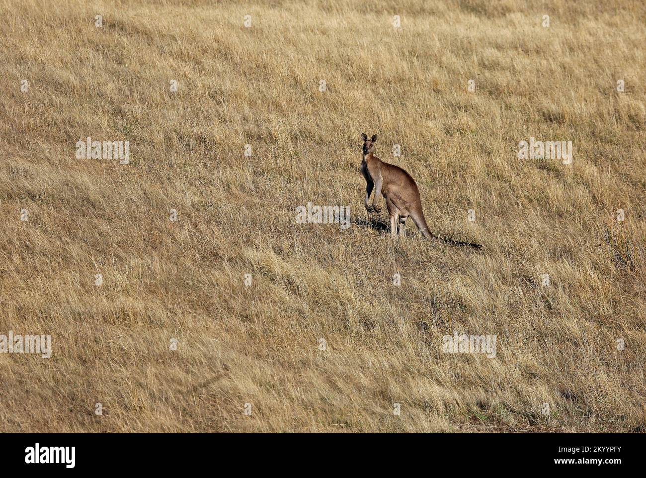 Kangaroo on the hill - Australia Stock Photo - Alamy