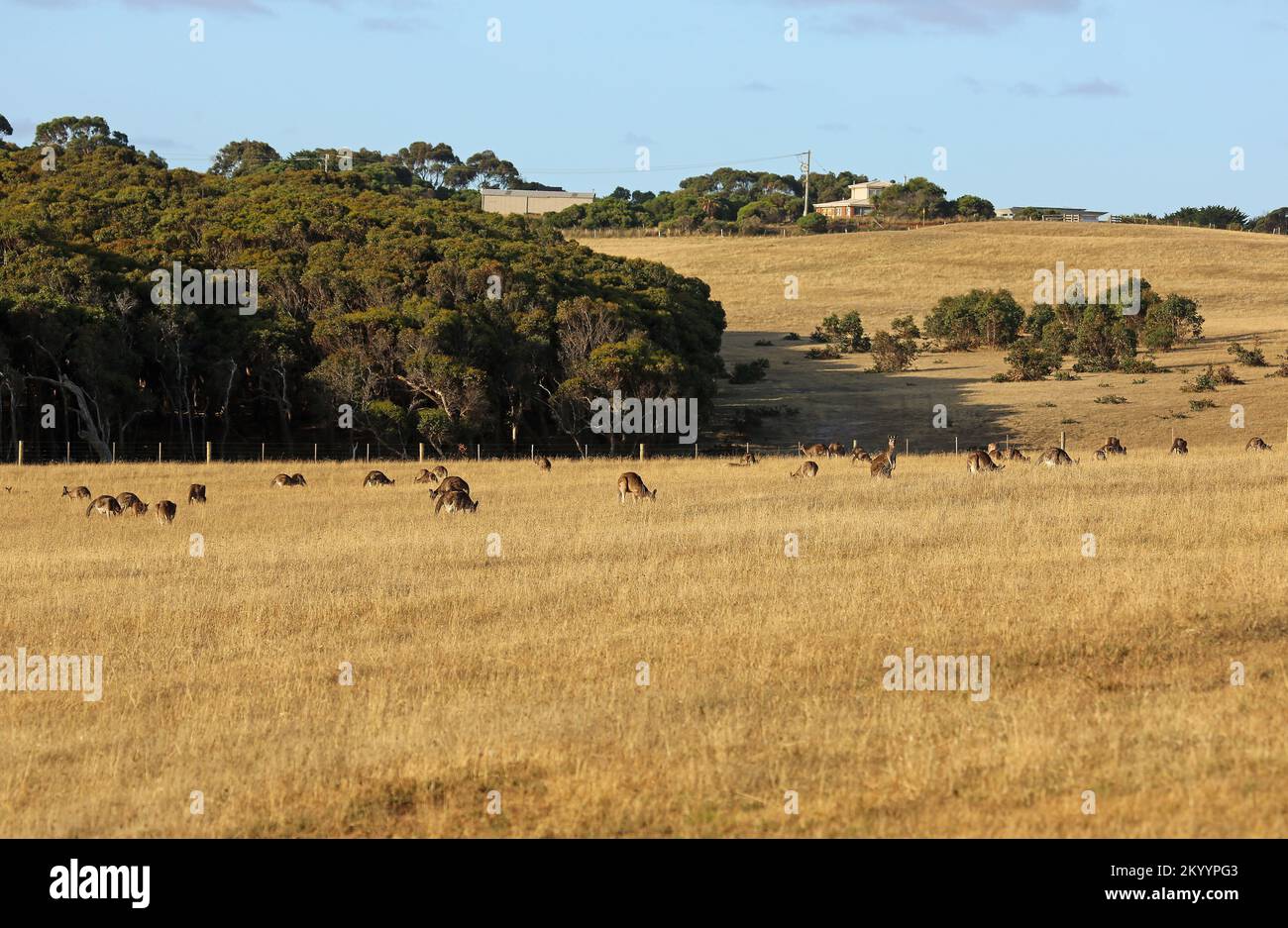 Kangaroo mob on the meadow - Australia Stock Photo - Alamy