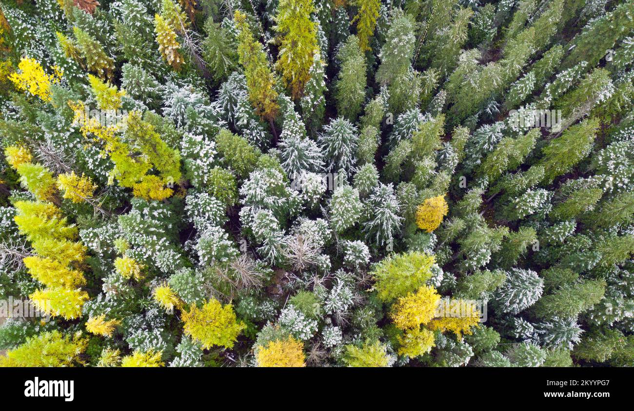 Aerial view of conifer forest and western larch after a snowstorm in ...