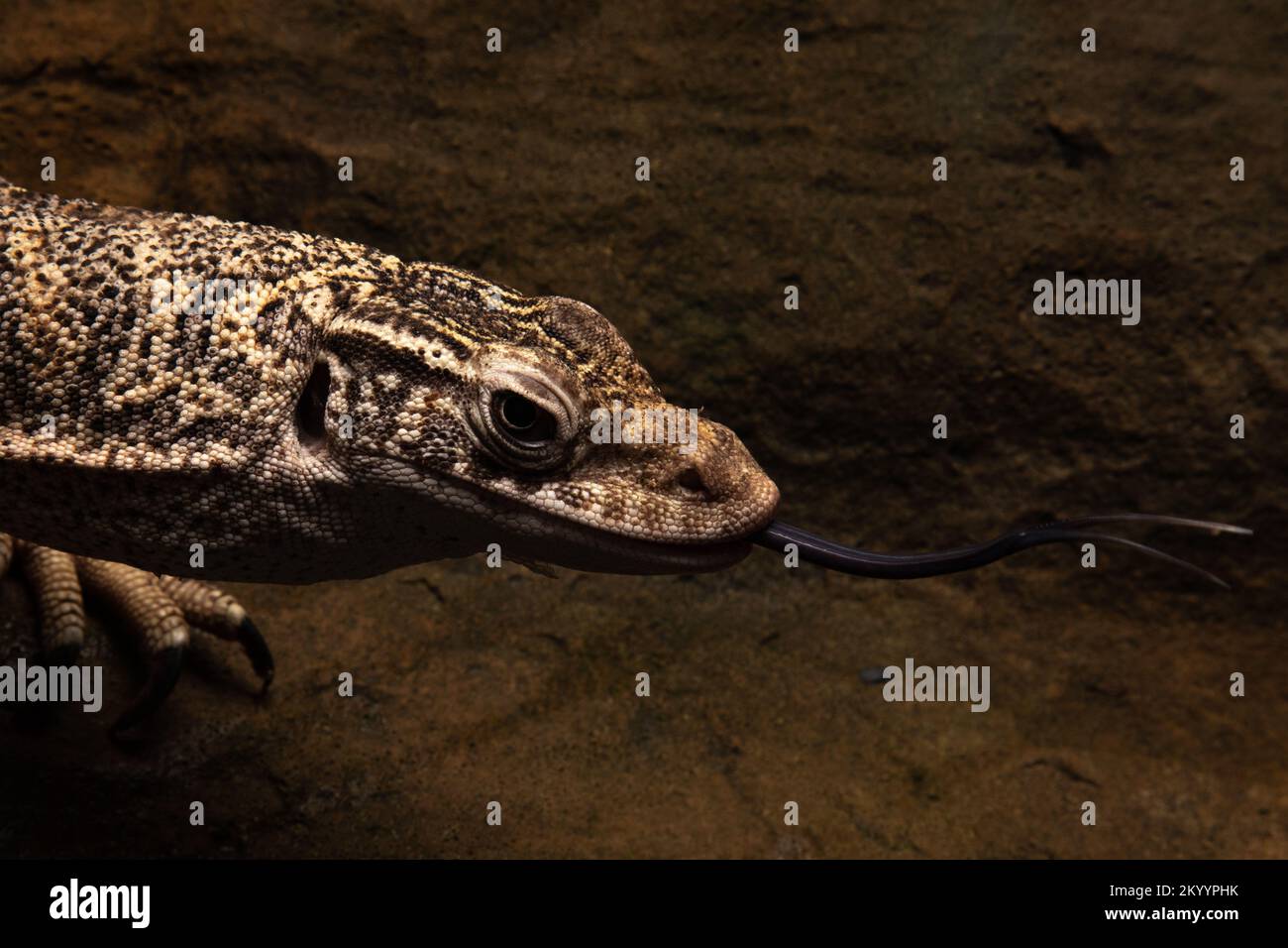Lizard monitor lace goanna hi-res stock photography and images - Alamy