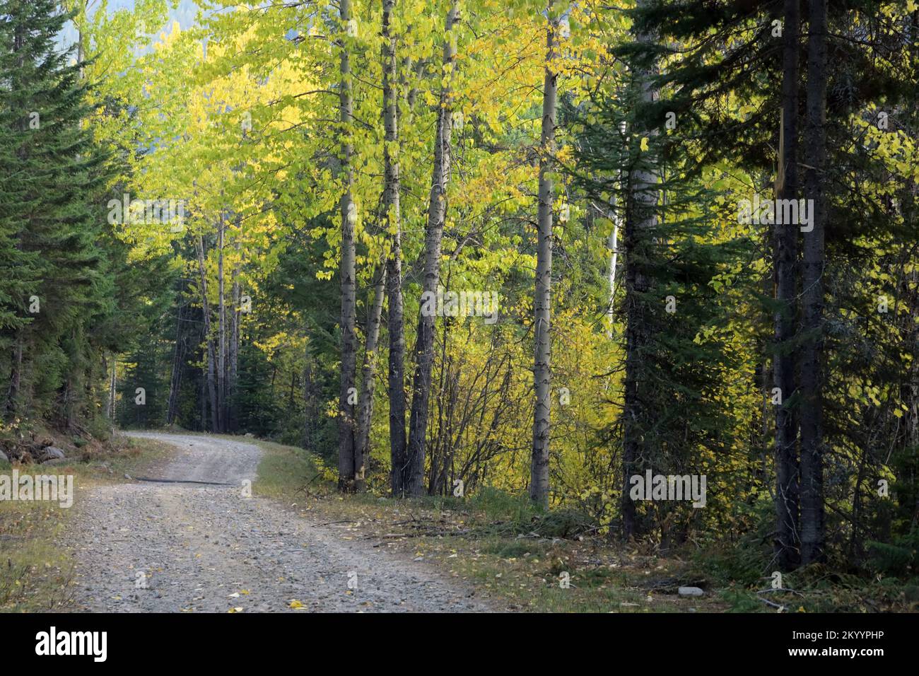 Scenic forest drive through the Kootenai National Forest in fall ...