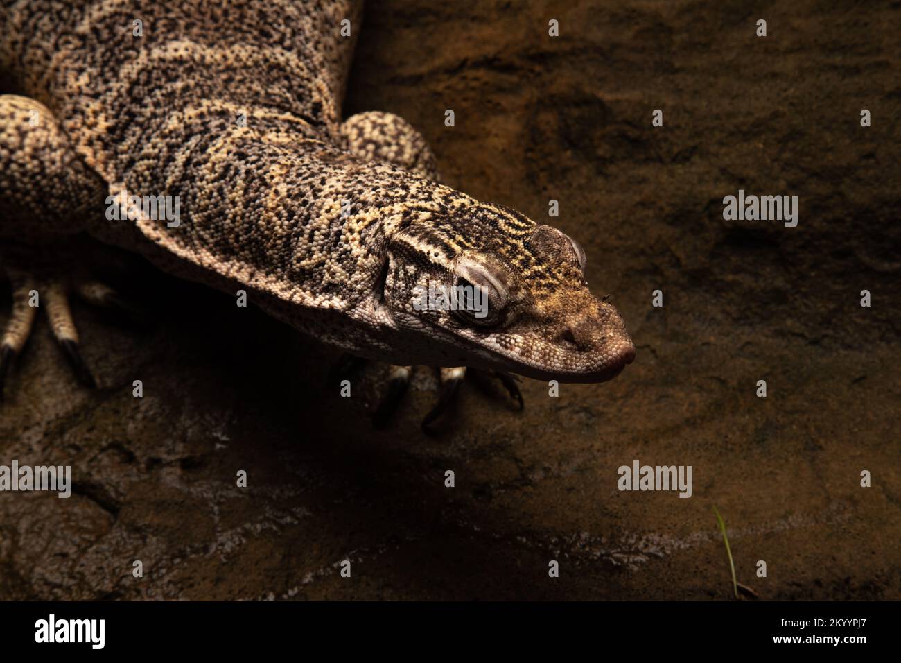 Lizard monitor lace goanna hi-res stock photography and images - Alamy