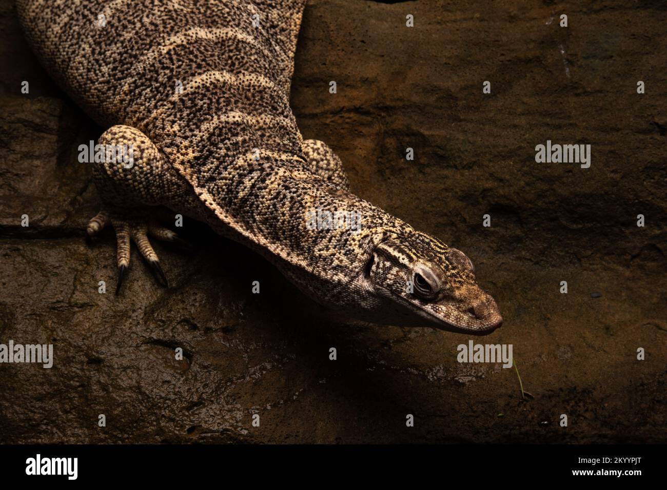 Reptile lizard goanna hi-res stock photography and images - Alamy