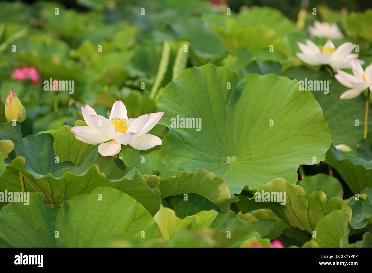 Lotus flower and leaf - Australia Stock Photo - Alamy